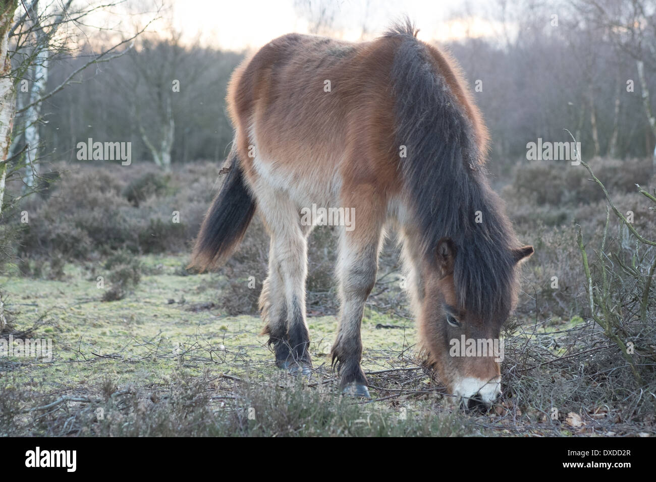 wild exmoor pony sutton park sutton coldfield england Stock Photo - Alamy