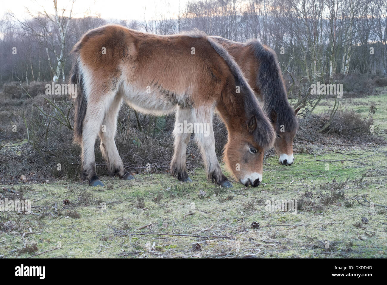 wild exmoor ponies in sutton park sutton coldfield england Stock Photo ...
