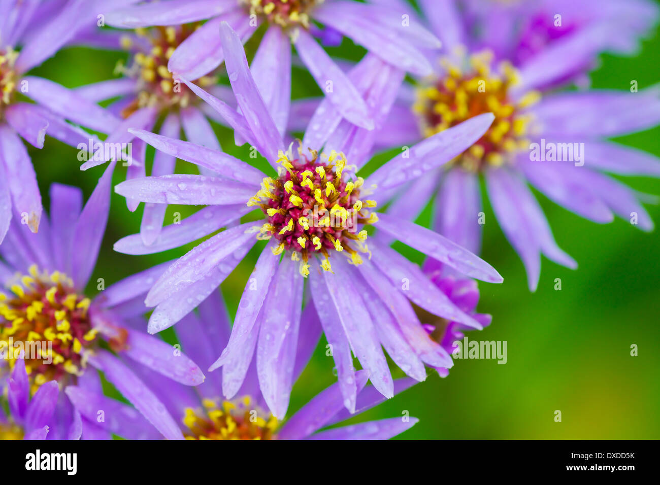Wildflower, the Michaelmas daisy or Aster novae angliae growing wild in ...