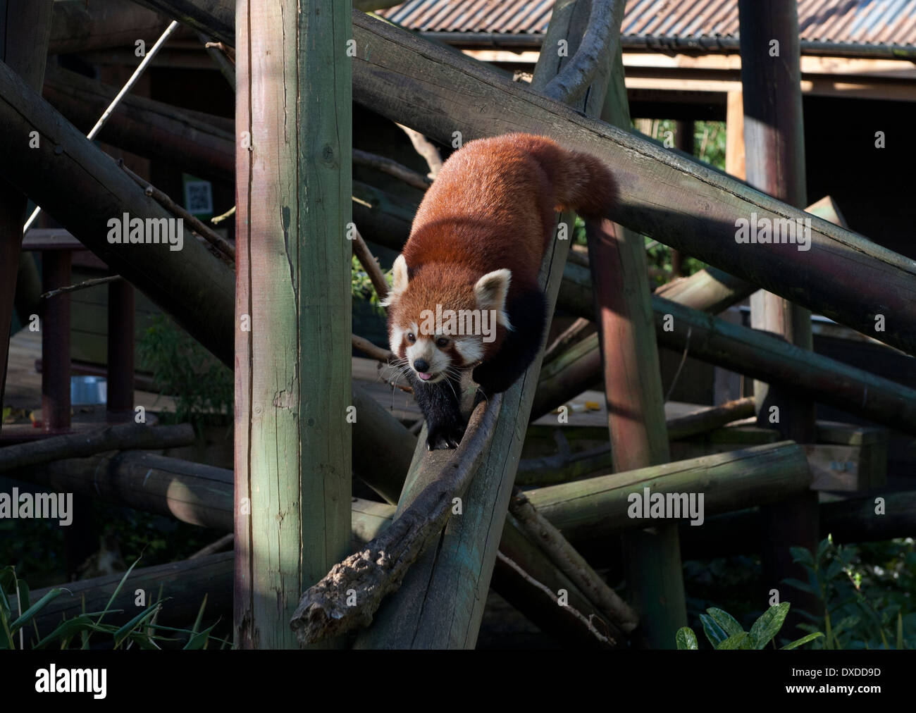 Colchester Zoo, Colchester, Essex, England. Red Panda, Ailurus fulgens ...