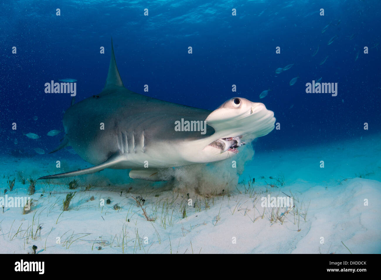 Hammerhead shark teeth hi-res stock photography and images - Alamy