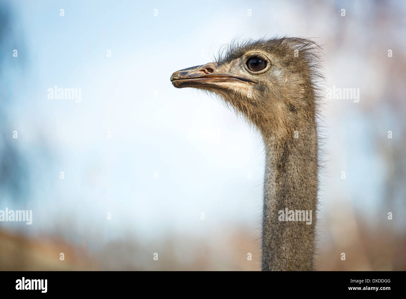 Ostrich head hi-res stock photography and images - Alamy