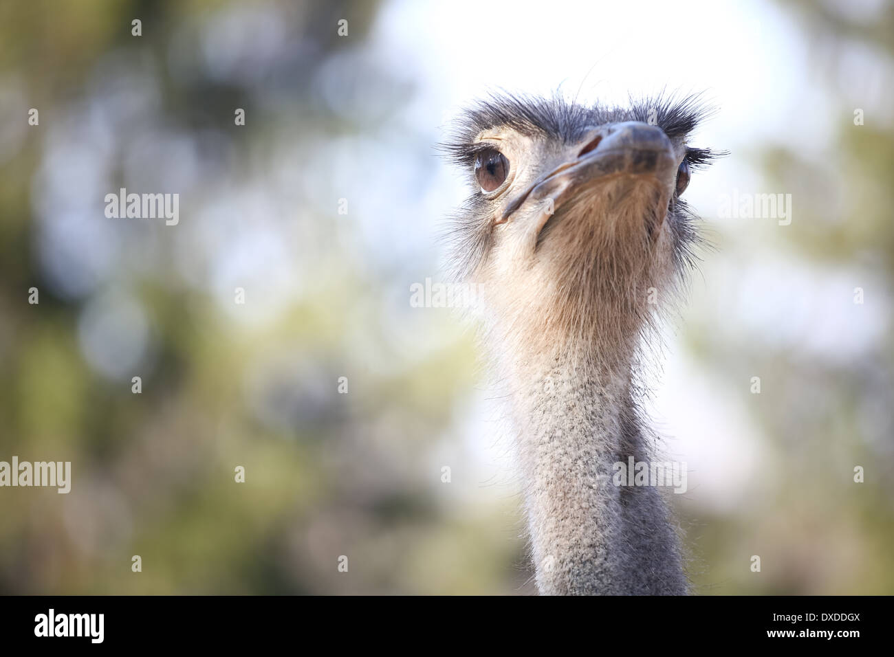 Ostrich head face close up animal hi-res stock photography and images ...