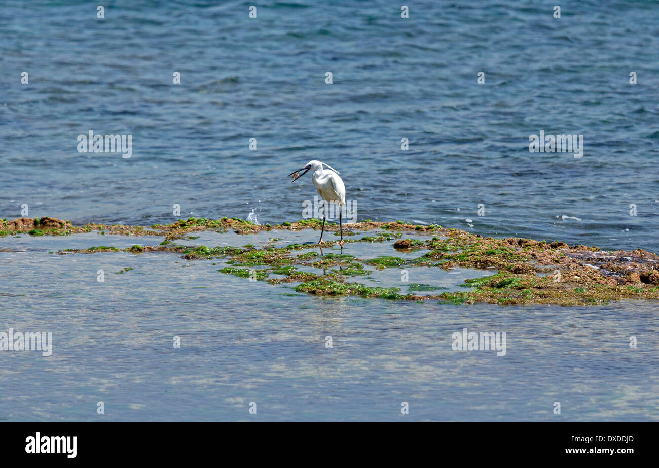 Fish hunting in sea hi-res stock photography and images - Alamy