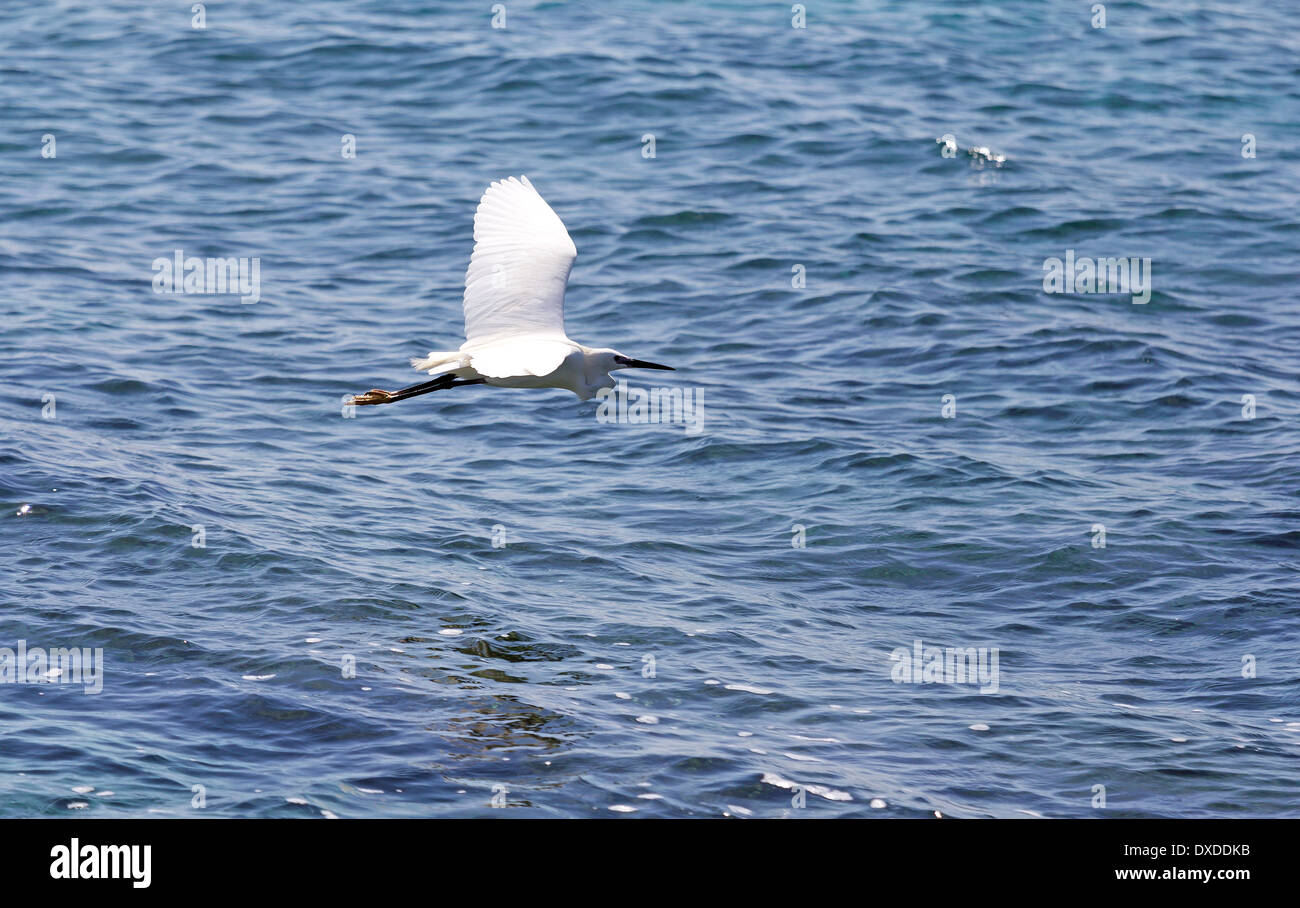 Flying bird over water with reflection hi-res stock photography and ...
