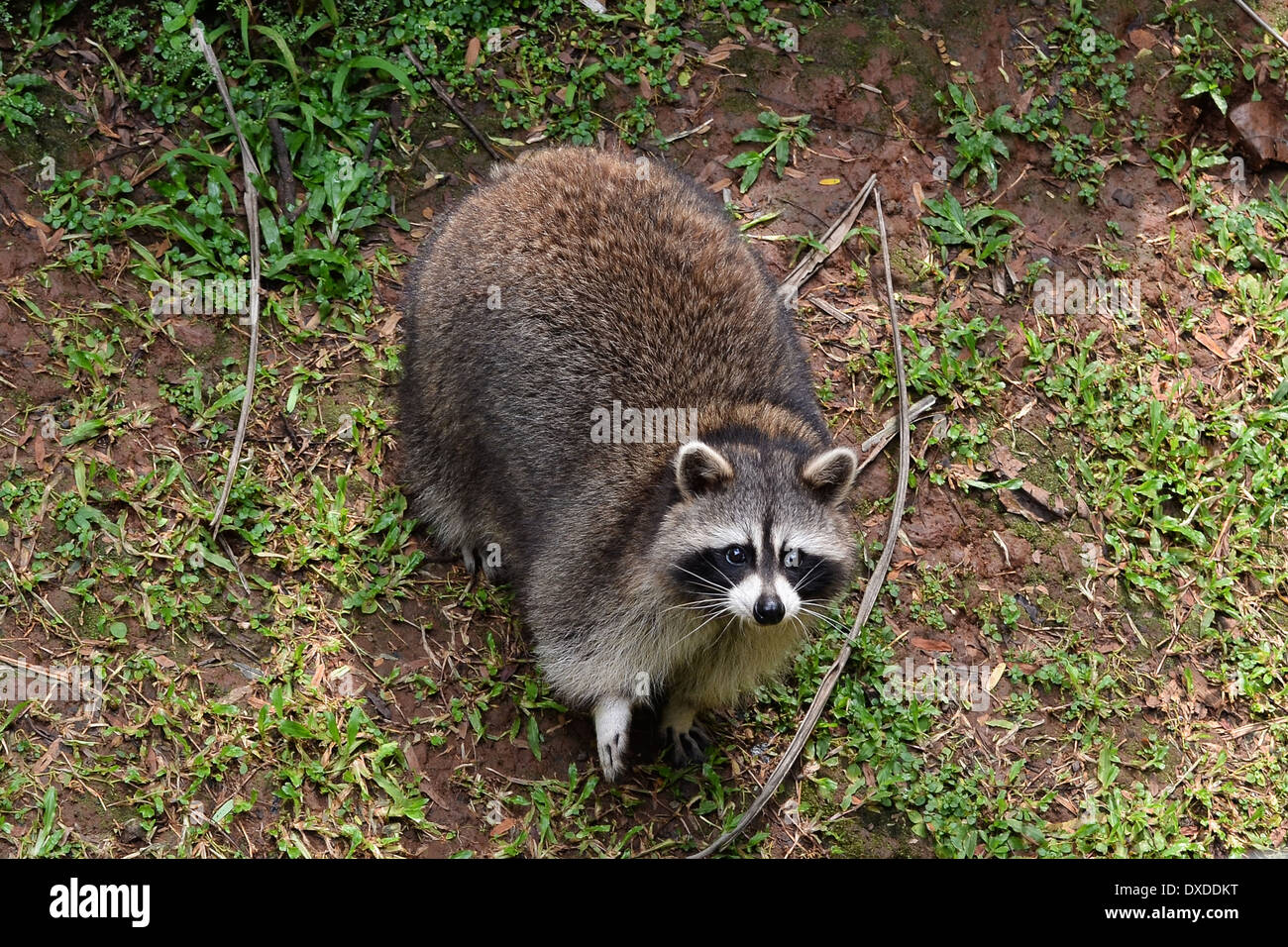 Raccoon nest hi-res stock photography and images - Alamy
