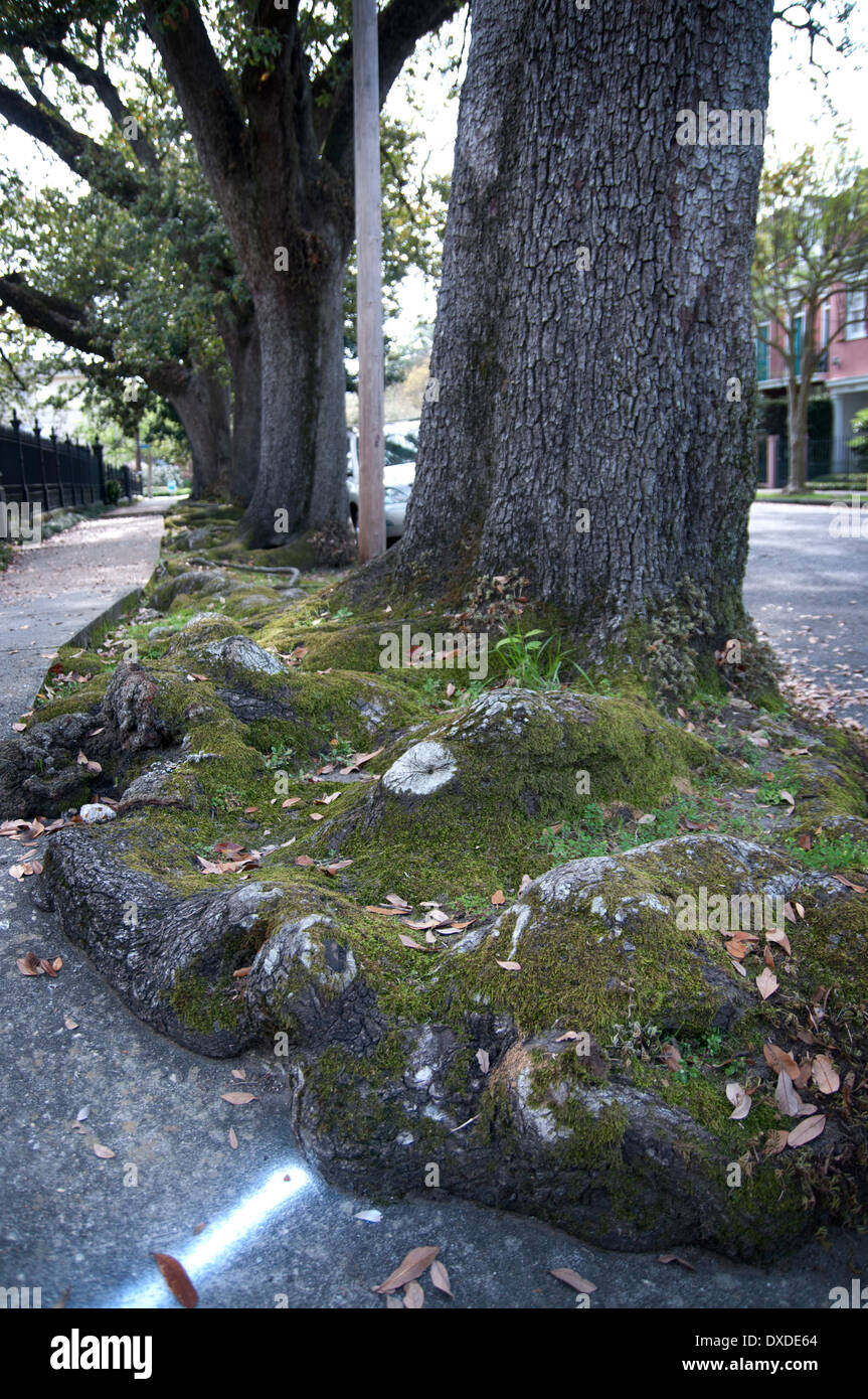 New Tree And Sidewalk