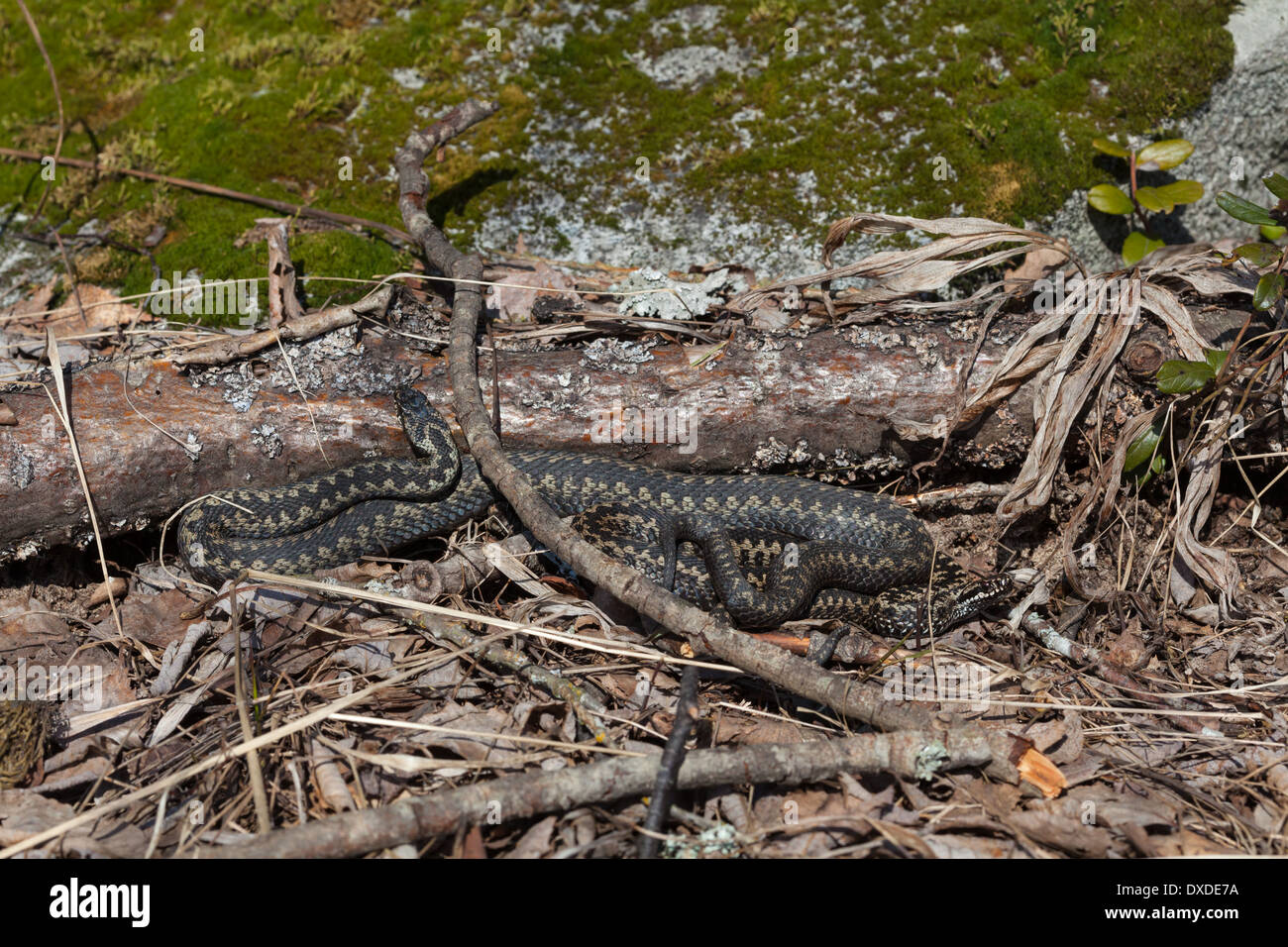 Common European viper Stock Photo - Alamy
