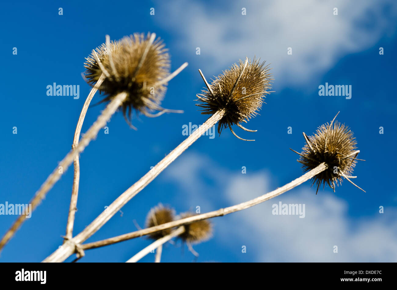 Dried teasel plant hi-res stock photography and images - Alamy