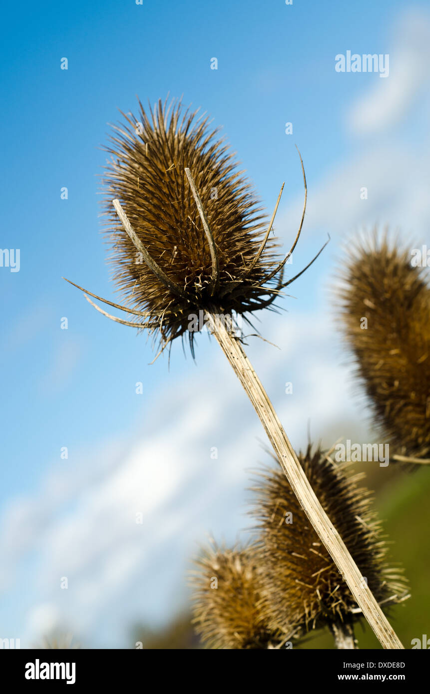 Dried Teasel Head Stock Photo - Alamy