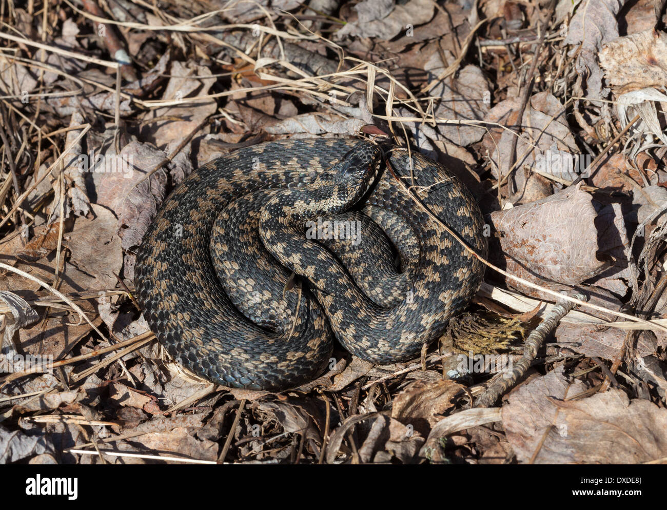 Viper pattern hi-res stock photography and images - Alamy