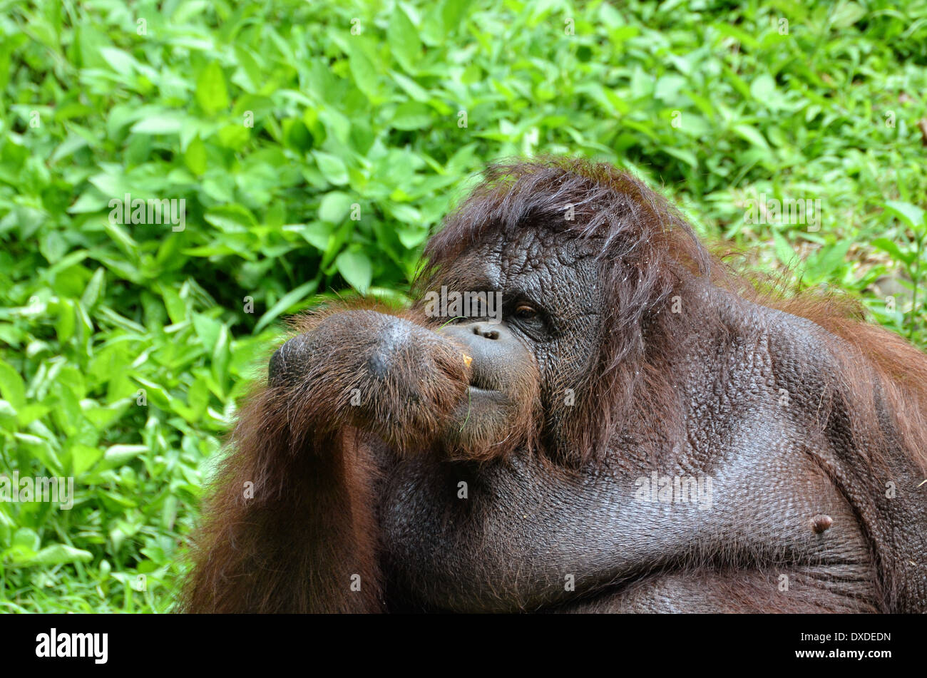 Sumatran orang utan in their environment Stock Photo - Alamy
