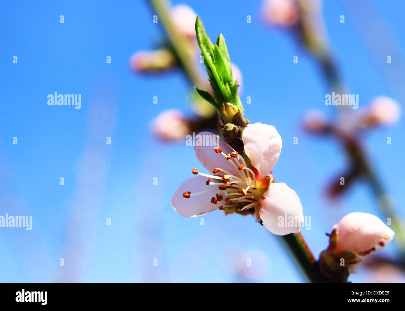 Beautiful spring bokeh Stock Photo - Alamy