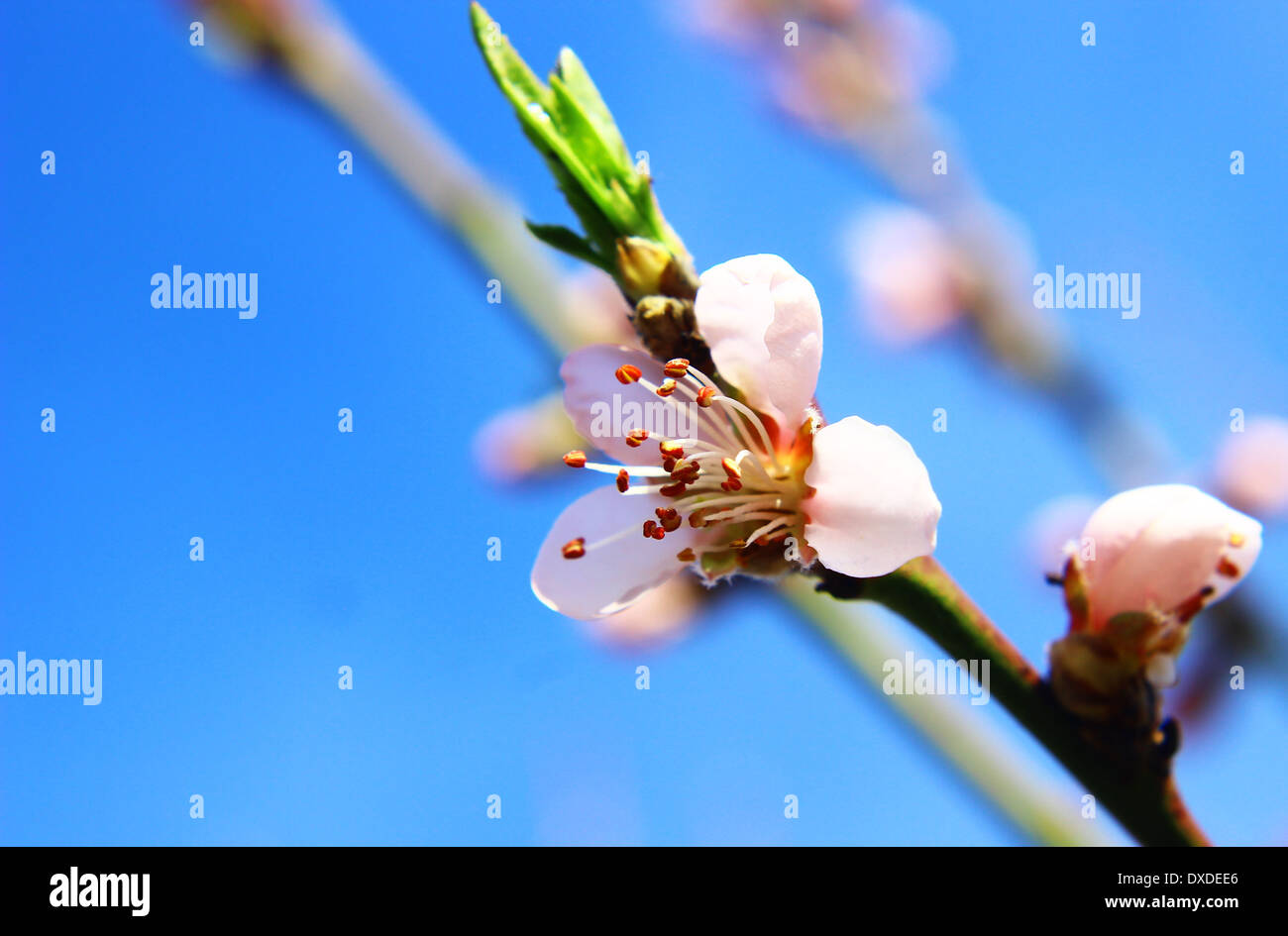 Beautiful spring bokeh Stock Photo - Alamy