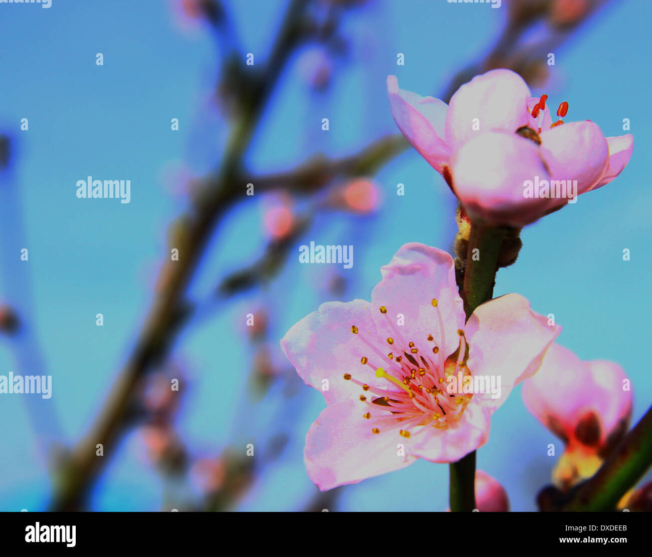 Beautiful spring bokeh Stock Photo - Alamy