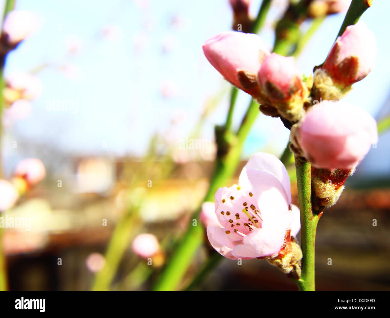 Beautiful spring bokeh Stock Photo - Alamy