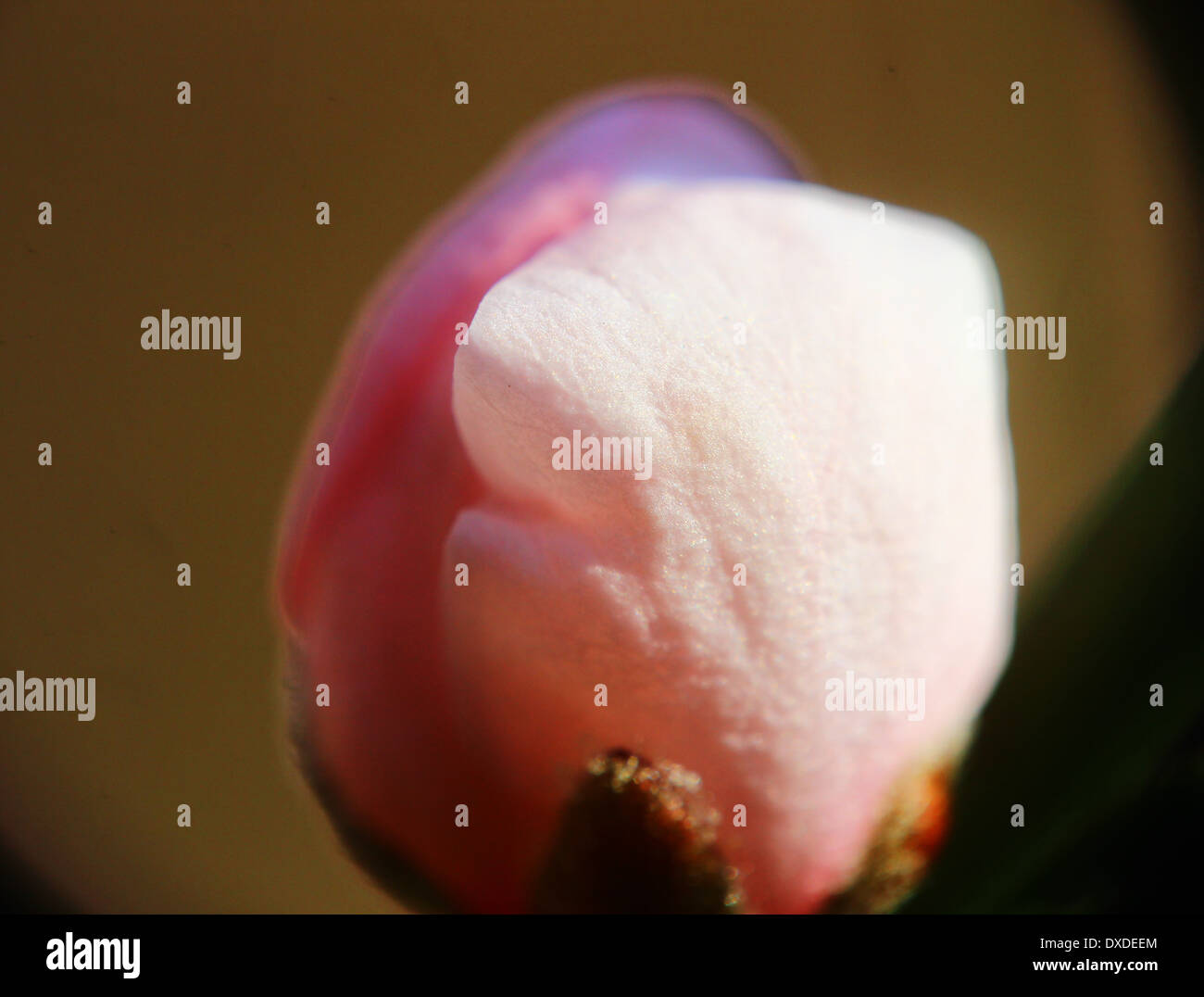 Beautiful spring bokeh Stock Photo - Alamy