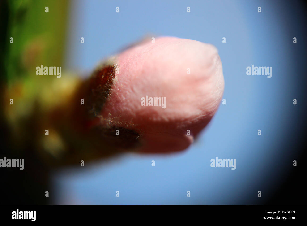Beautiful spring bokeh Stock Photo - Alamy