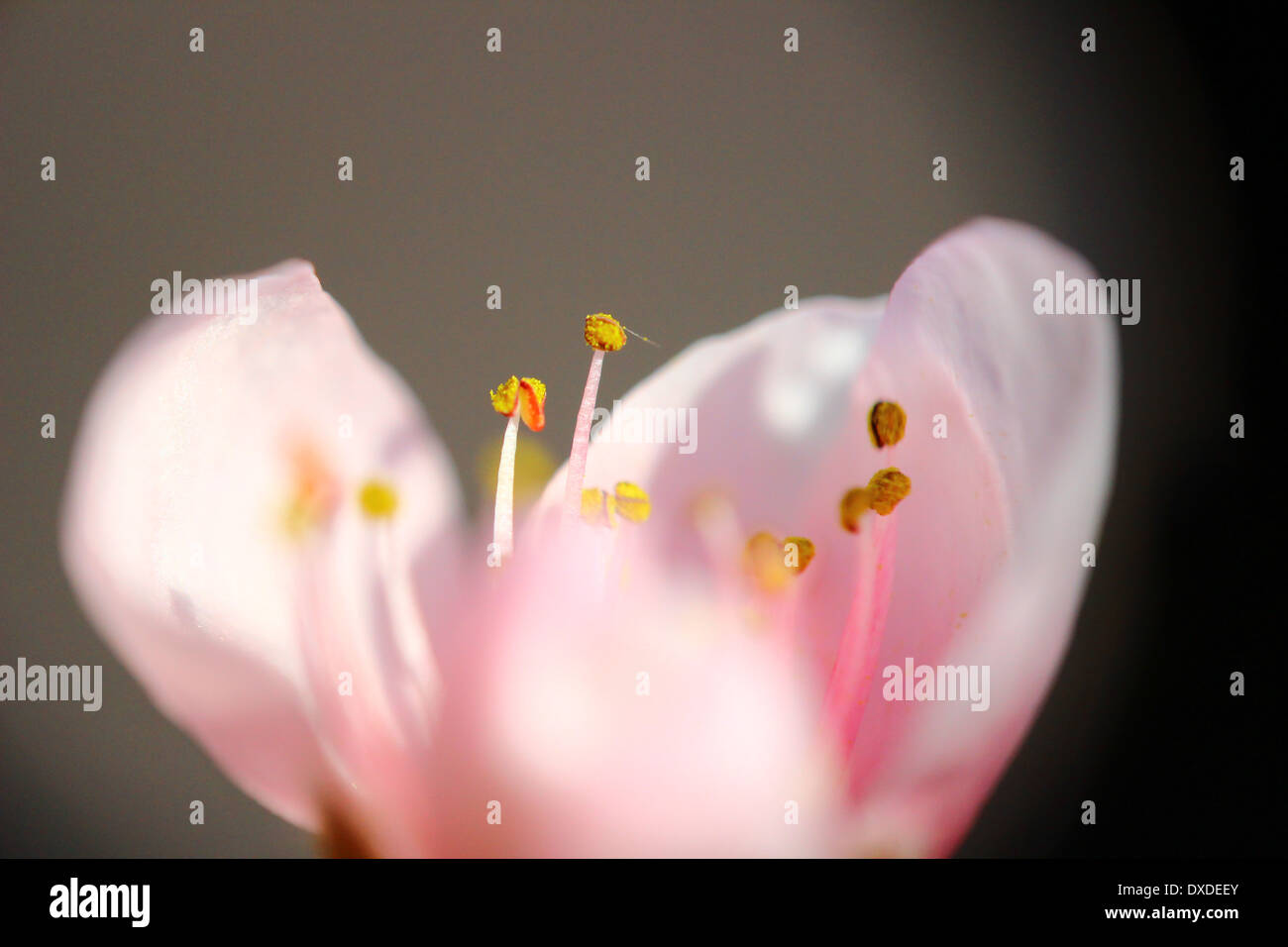 Beautiful spring bokeh Stock Photo - Alamy