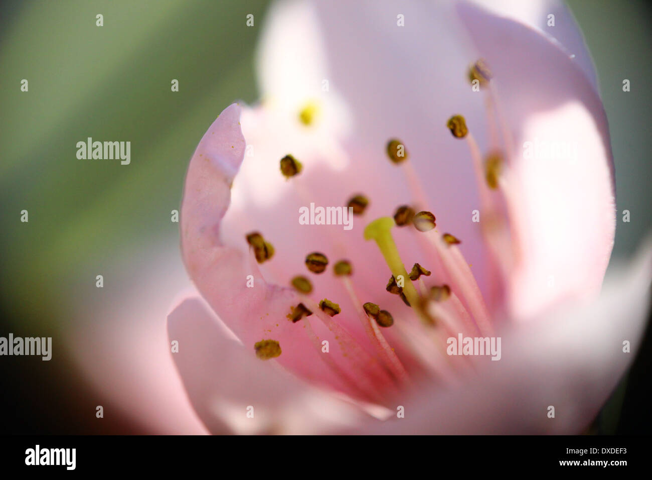 Beautiful spring bokeh Stock Photo - Alamy