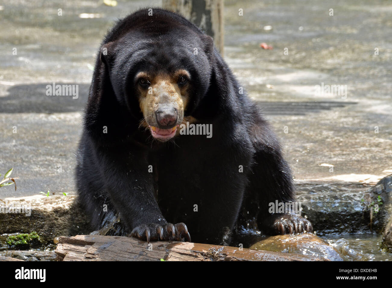 Sun bear 2 Stock Photo - Alamy