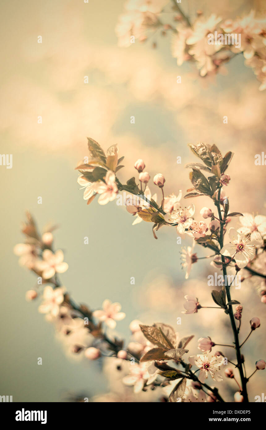 Vintage cherry blossom. Antique style photo of tree flowers with grunge ...