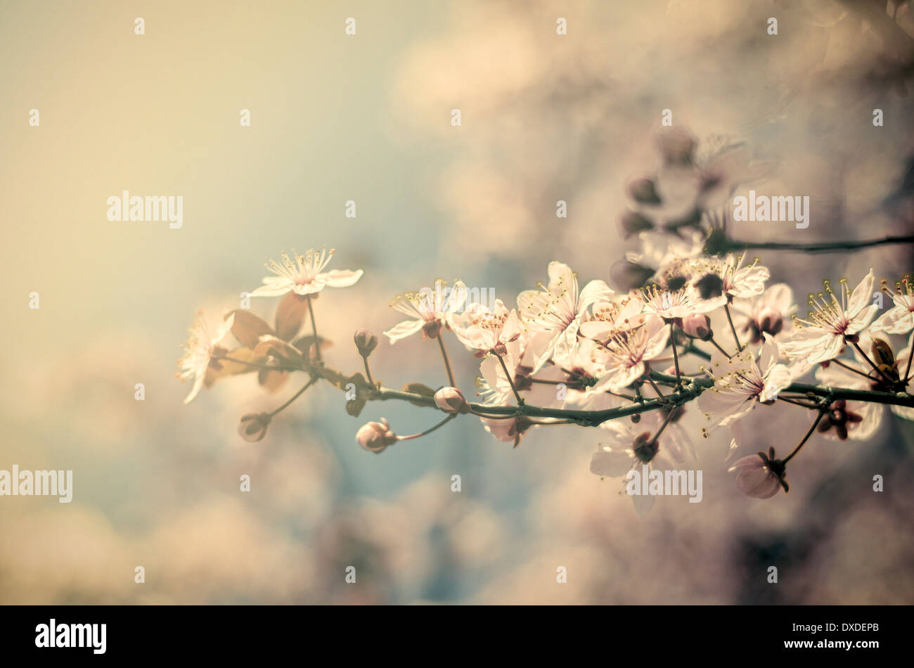 Vintage cherry blossom. Antique style photo of tree flowers with grunge ...