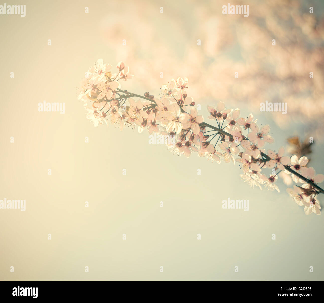 Vintage cherry blossom. Antique style photo of tree flowers with grunge ...