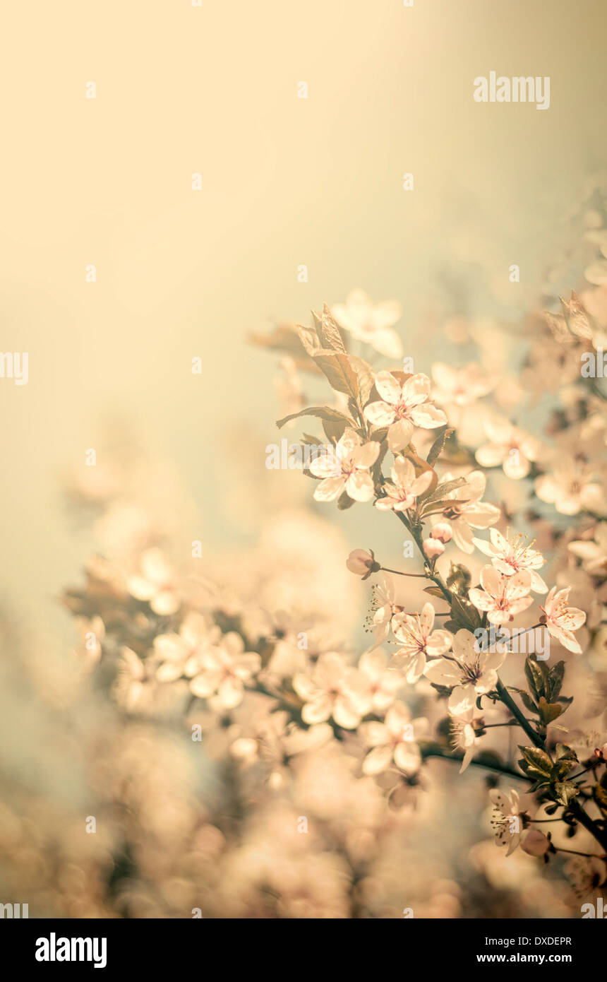 Vintage cherry blossom. Antique style photo of tree flowers with grunge ...
