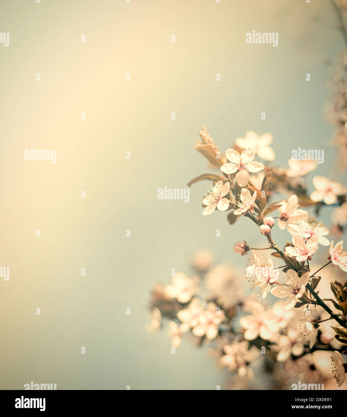 Vintage cherry blossom. Antique style photo of tree flowers with grunge ...