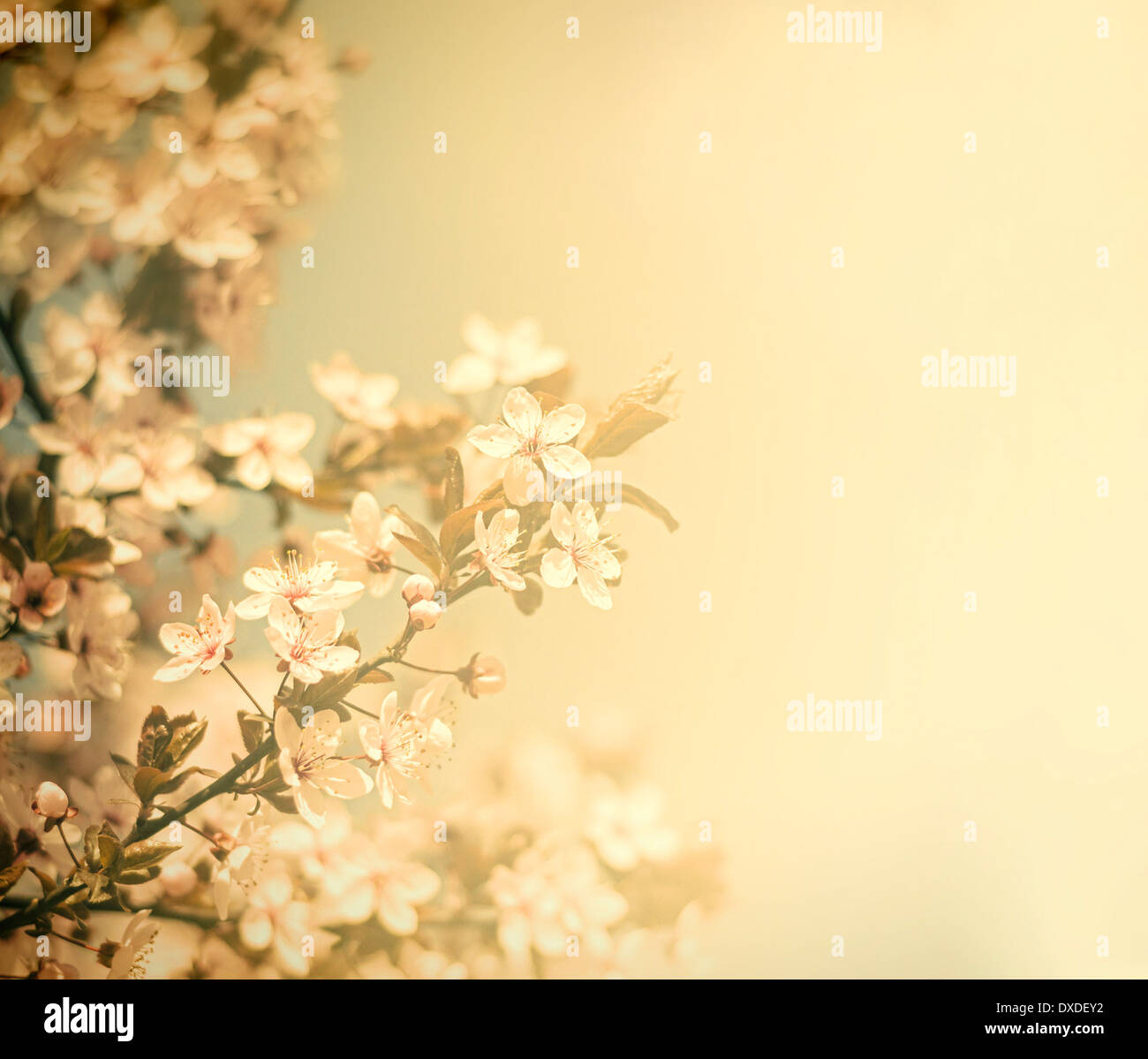 Vintage cherry blossom. Antique style photo of tree flowers with grunge ...