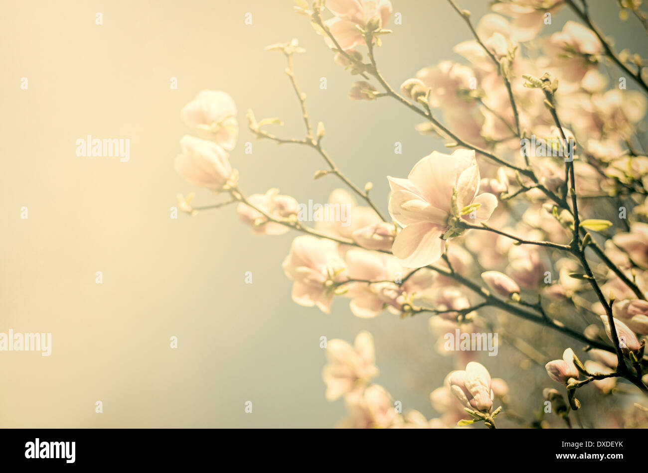 Vintage cherry blossom. Antique style photo of tree flowers with grunge ...