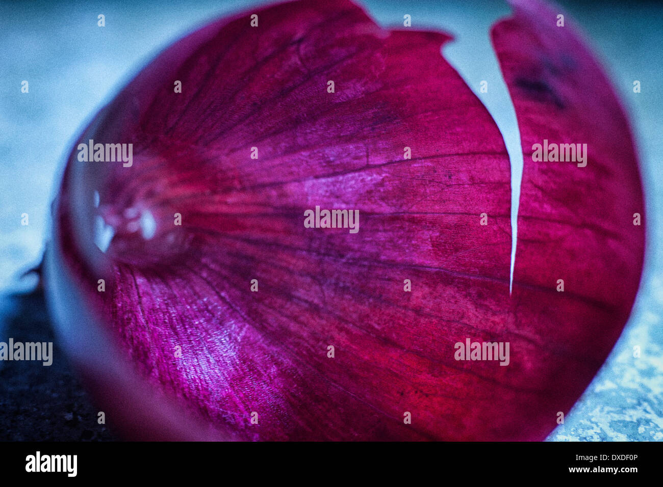 Red onion study Stock Photo - Alamy