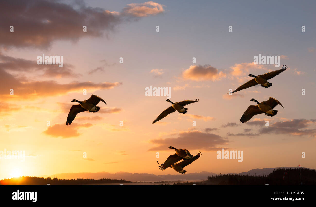 Image of geese in flight hi-res stock photography and images - Alamy