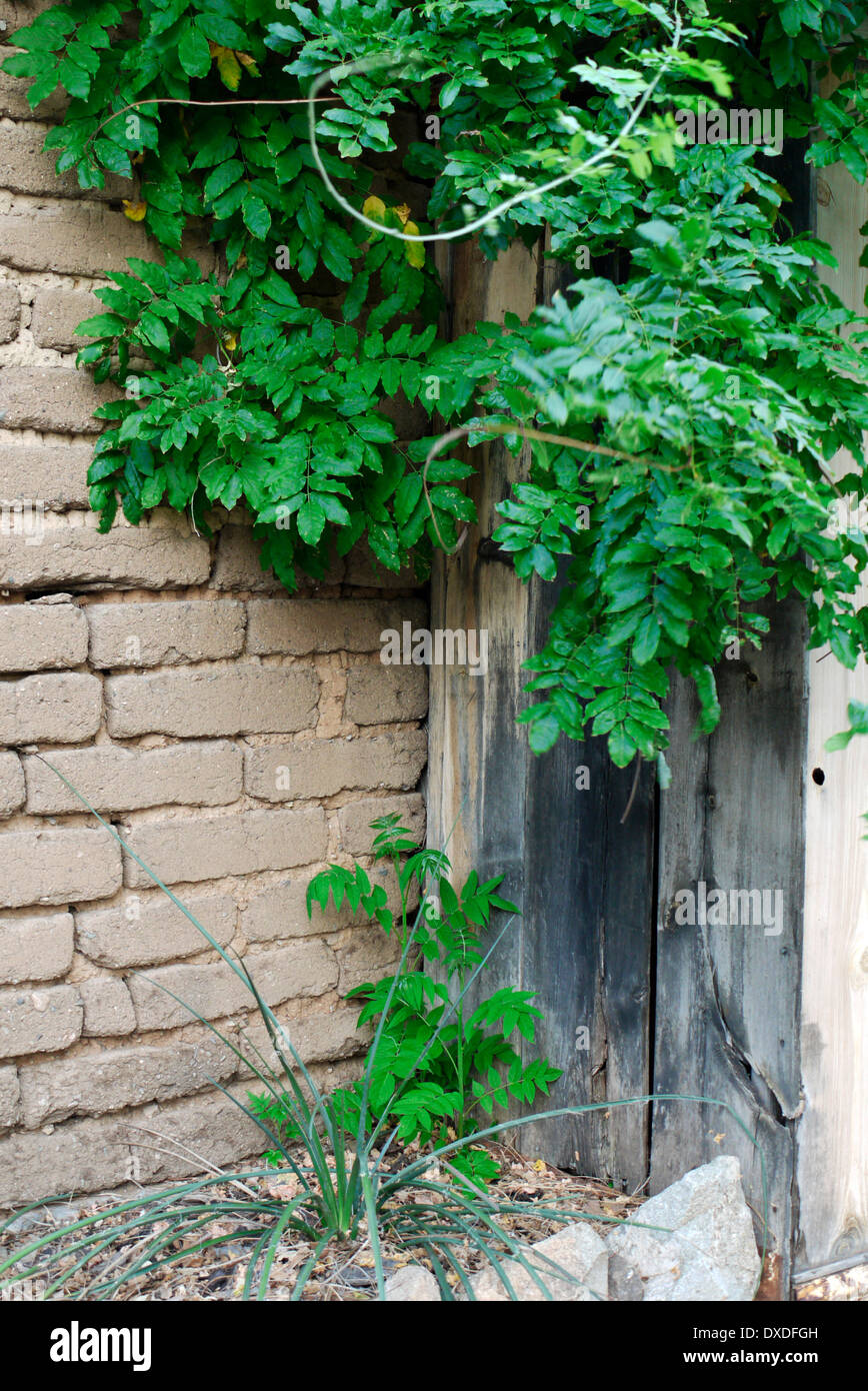 Vines on brick wall hi-res stock photography and images - Alamy