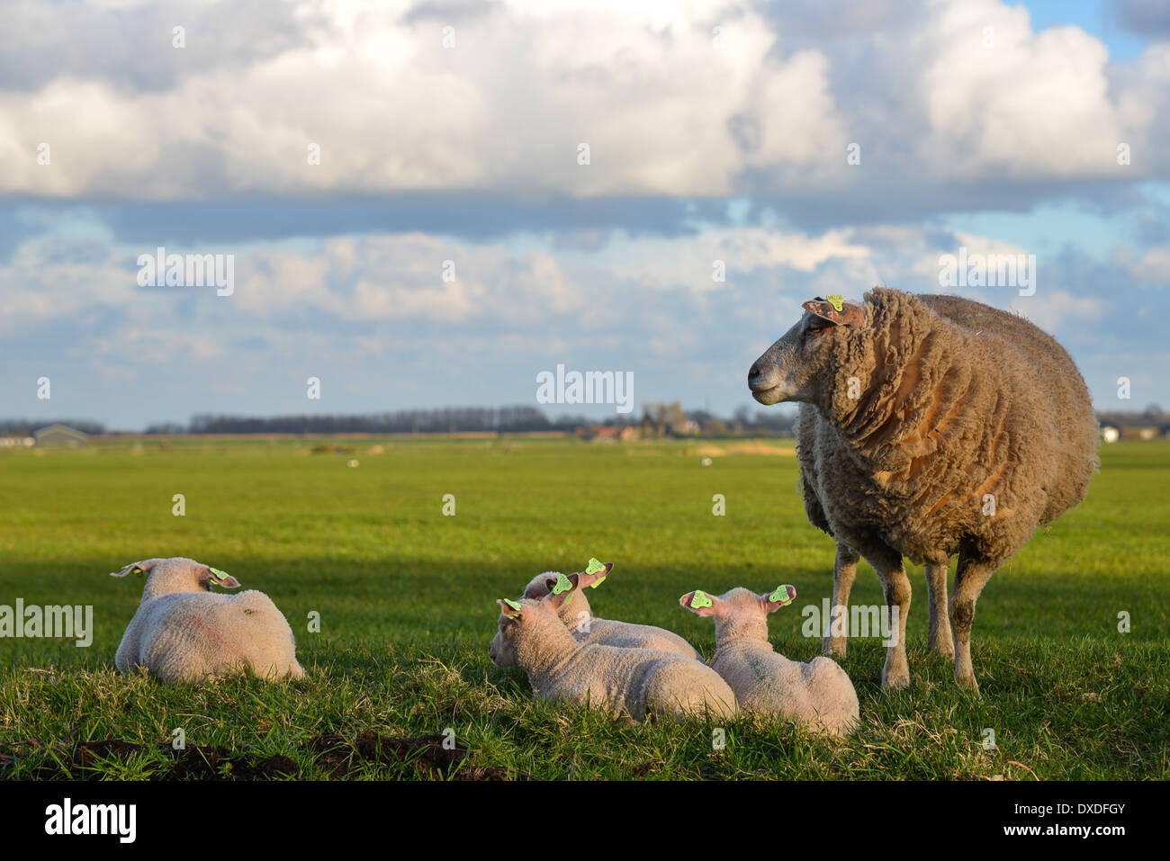 Fuzzy lambs ears hi-res stock photography and images - Alamy