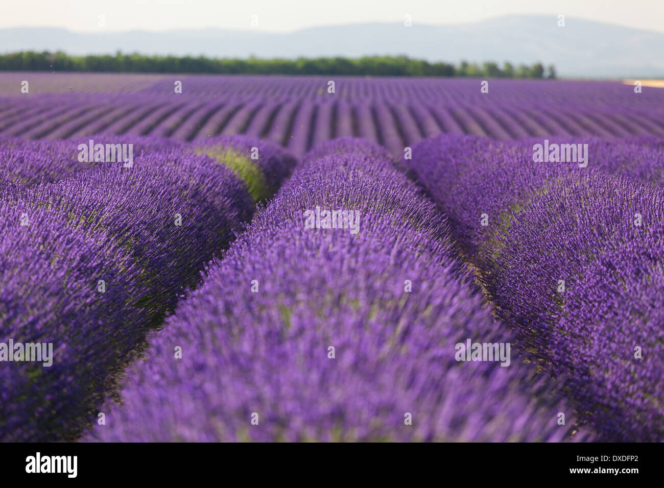 Provence flowers hi-res stock photography and images - Alamy