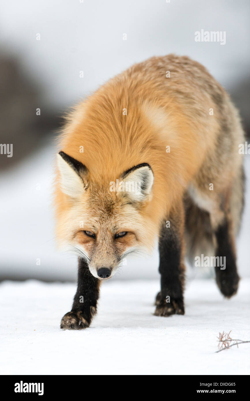 Yellowstone red fox hi-res stock photography and images - Alamy