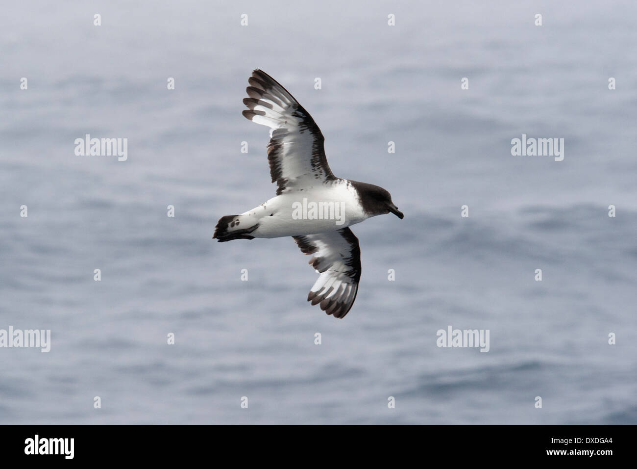 Cape Petrel (Daption capense), in rough seas in the Drake Passage ...