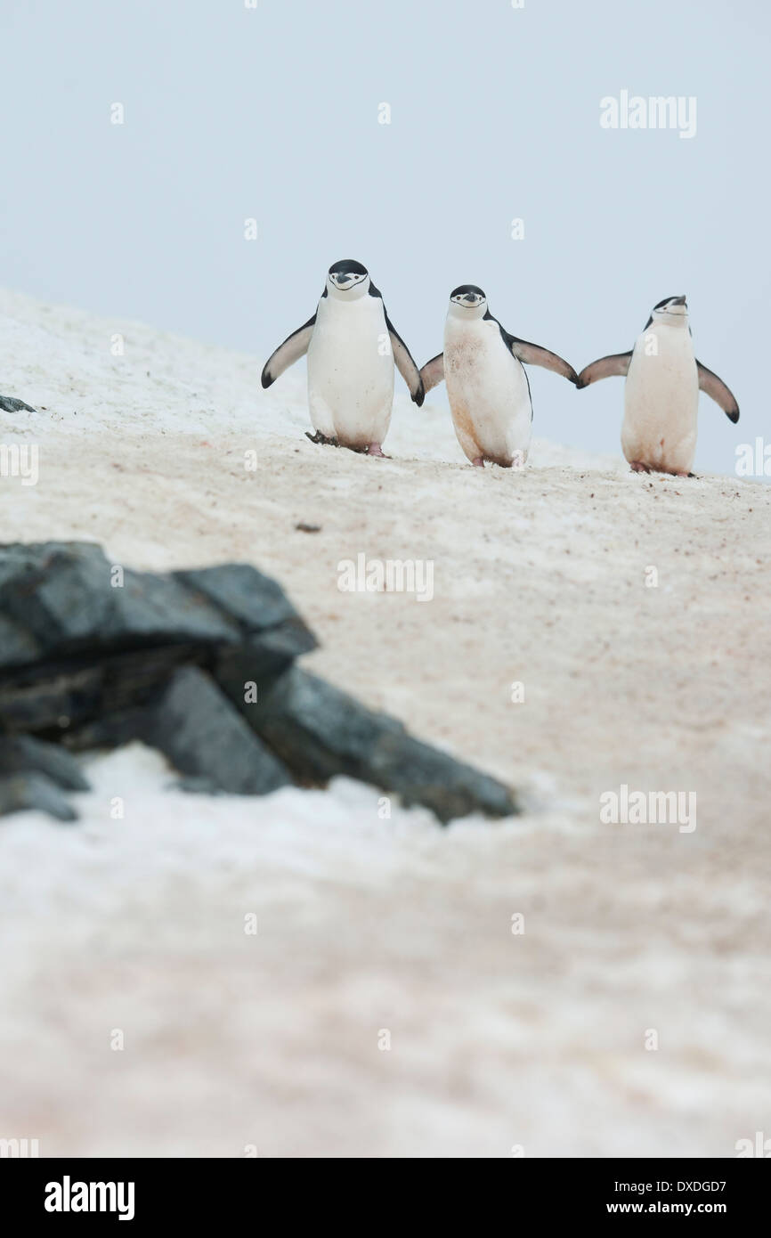 Penguins holding hands hi-res stock photography and images - Alamy