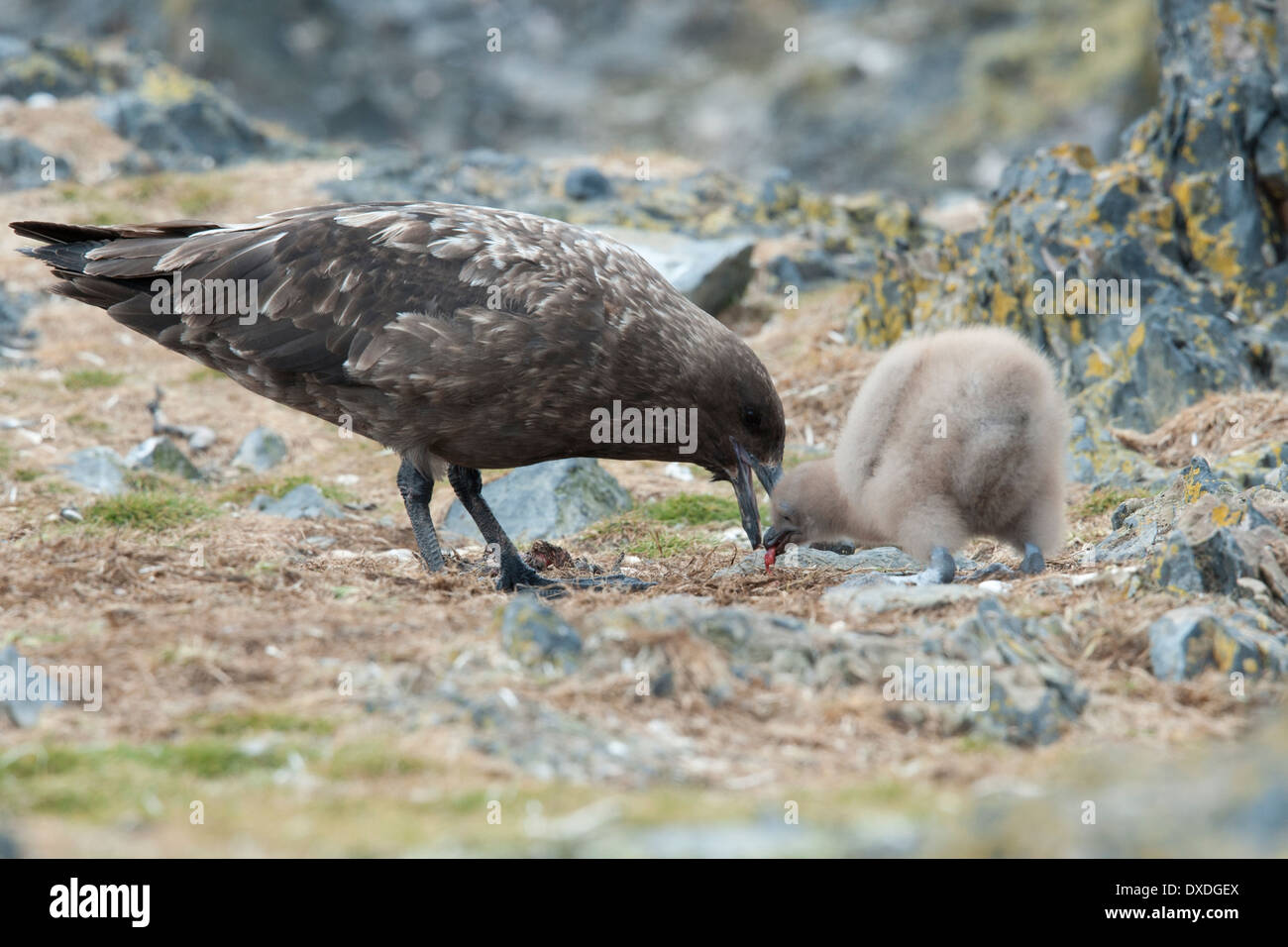 Brown Skua (Stercorarius antarcticus) or Subantarctic Skua (Catharacta ...
