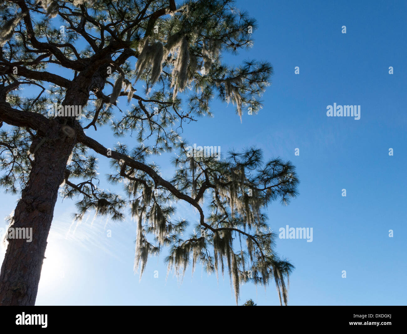 Spanish Moss Hanging in Southern Live Oak Tree, Tampa, FL Stock Photo ...