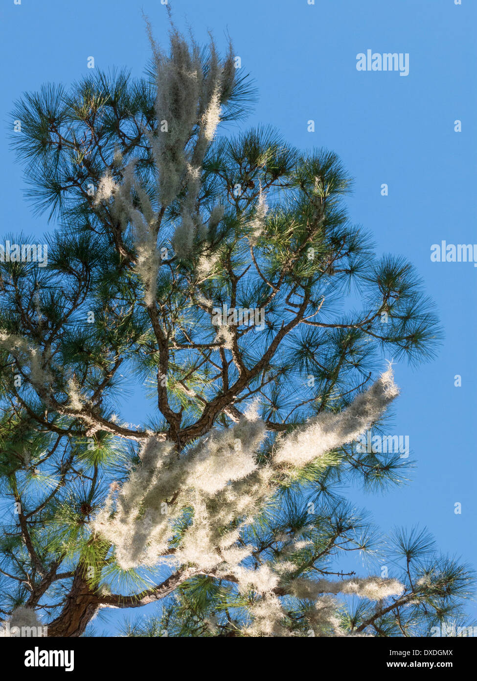 Spanish moss hi-res stock photography and images - Alamy