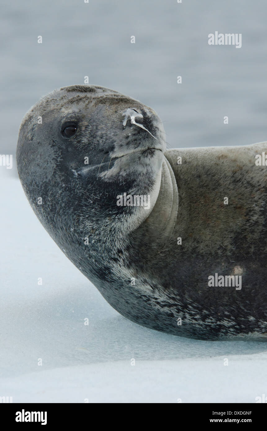 Leopard seal penguin hi-res stock photography and images - Alamy