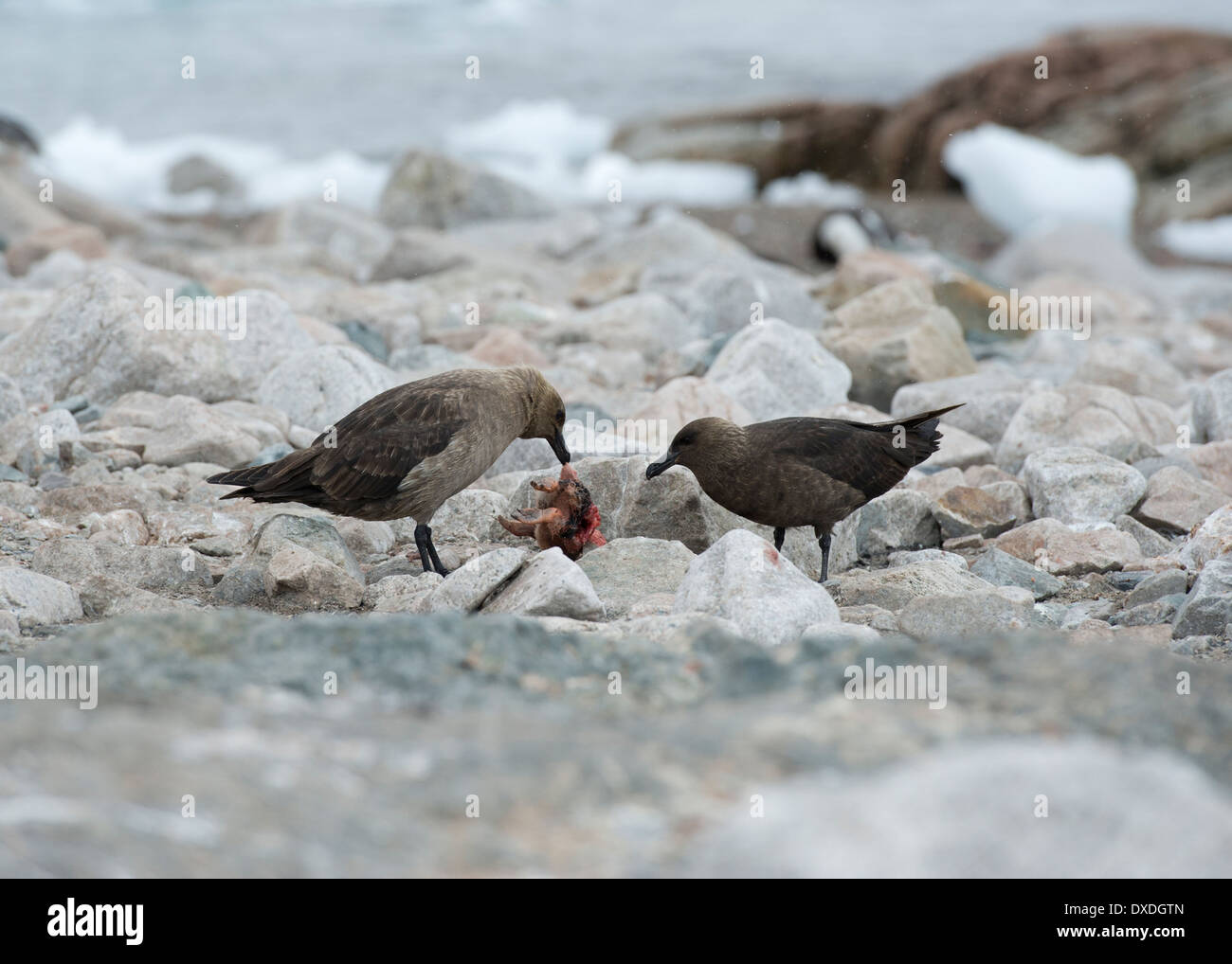 Stercorarius skua shetland hi-res stock photography and images - Alamy