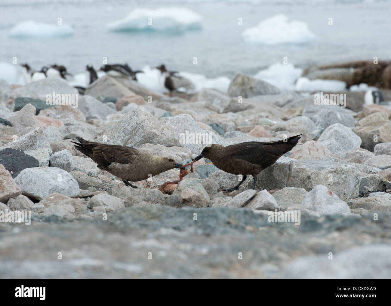 Subantarctic Skua, Stercorarius antarcticus, fighting over carcass, Neko Harbour, South Shetland ...