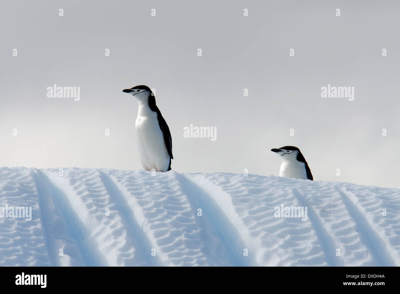 Chinstrap Penguins (Pygoscelis antarcticus). Deception Island, South ...