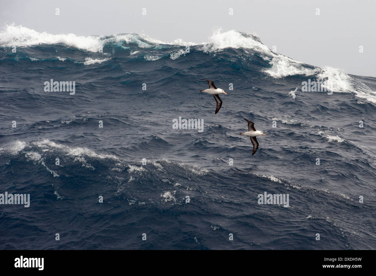 A pair of Black browed Albatross, Thalassarche melanophrys, gliding ...