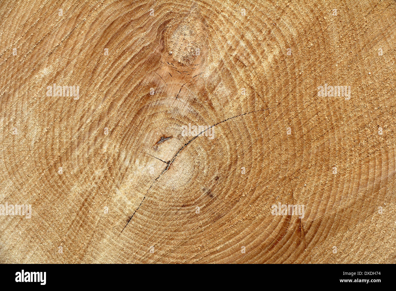 Cross section of tree hi-res stock photography and images - Alamy
