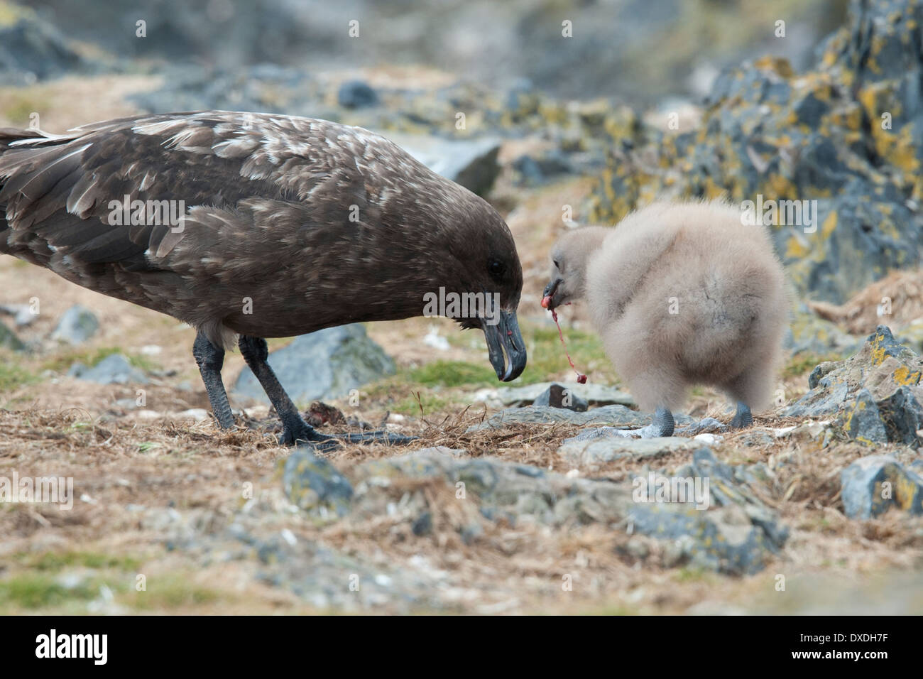 Stercorarius antarctica antarctica hi-res stock photography and images - Alamy